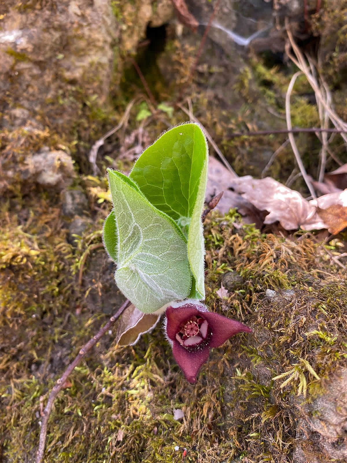 2025 Spring Wildflower Bloom Report – Week 4